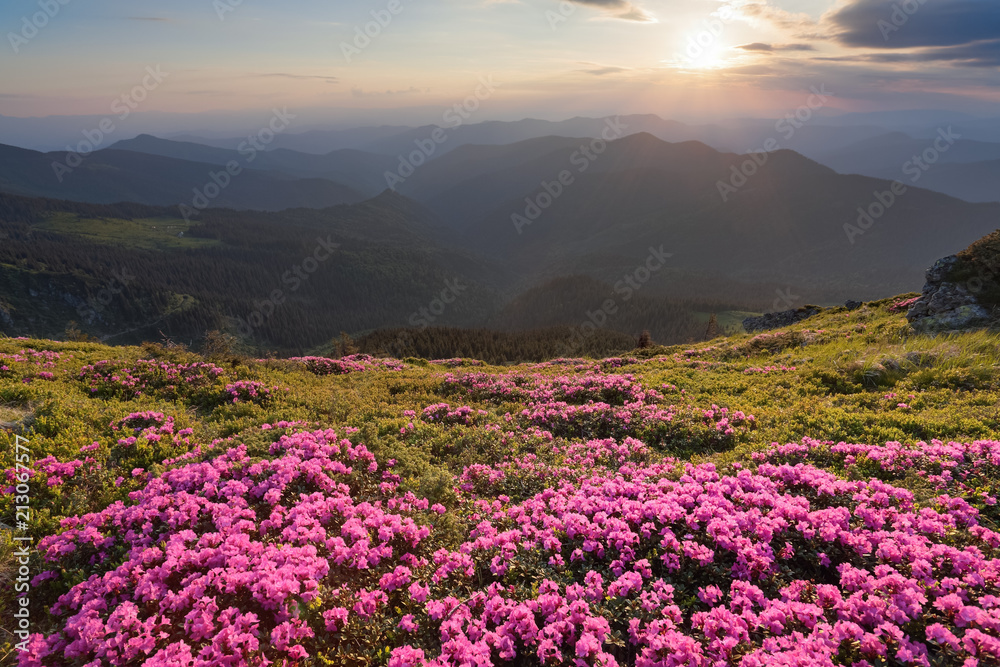 From the lawn covered with marvelous pink rhododendrons the picturesque ...