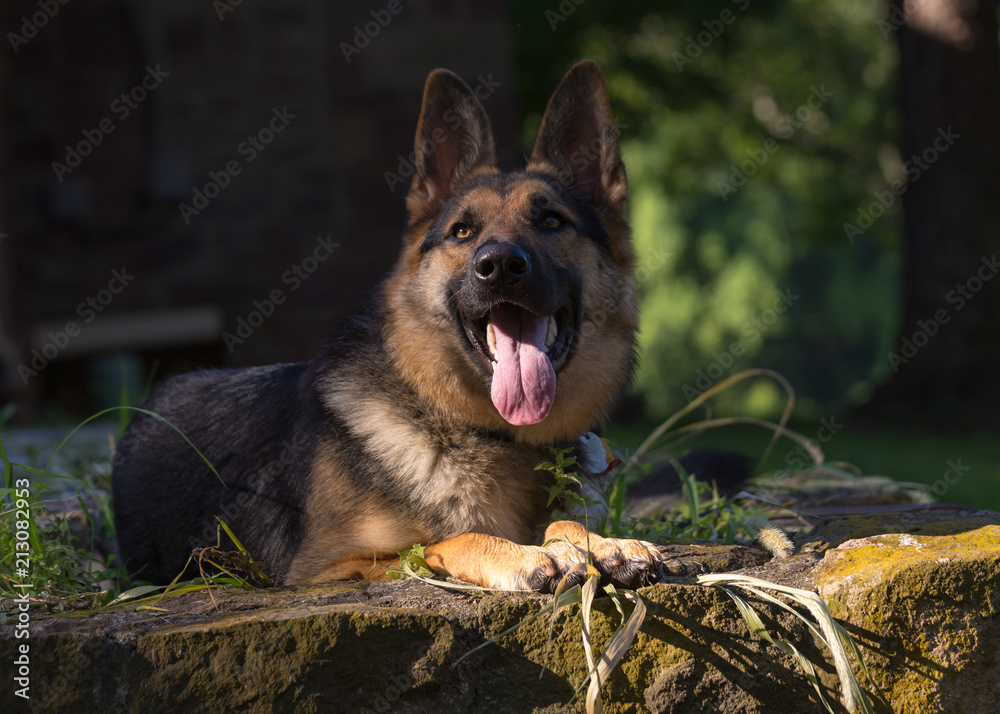 Smiling German Shepherd