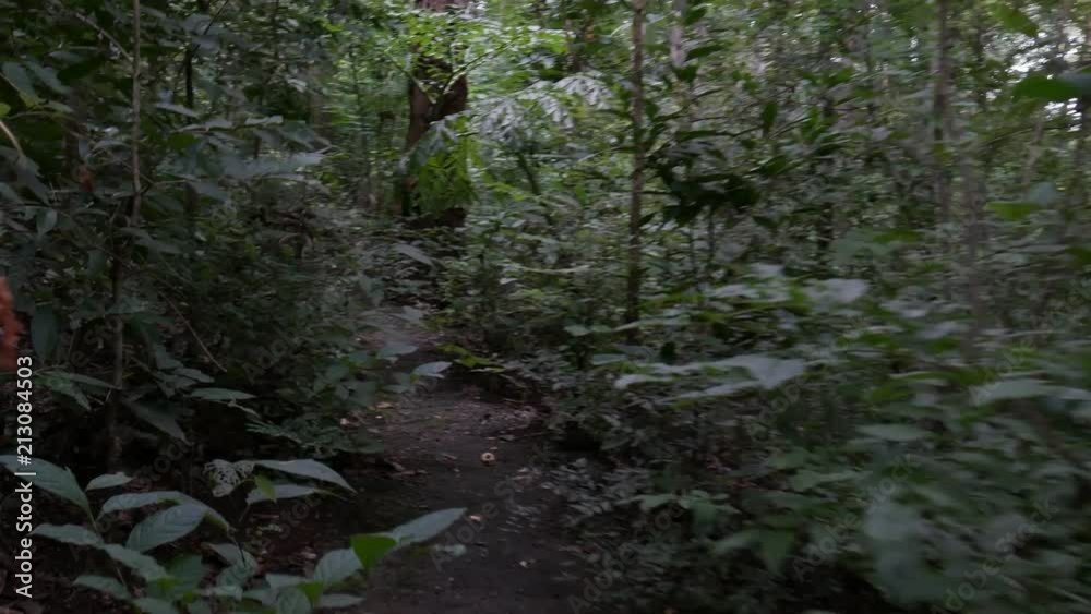 Narrow path in deep forest with subjective camera, dark atmosphere in ...
