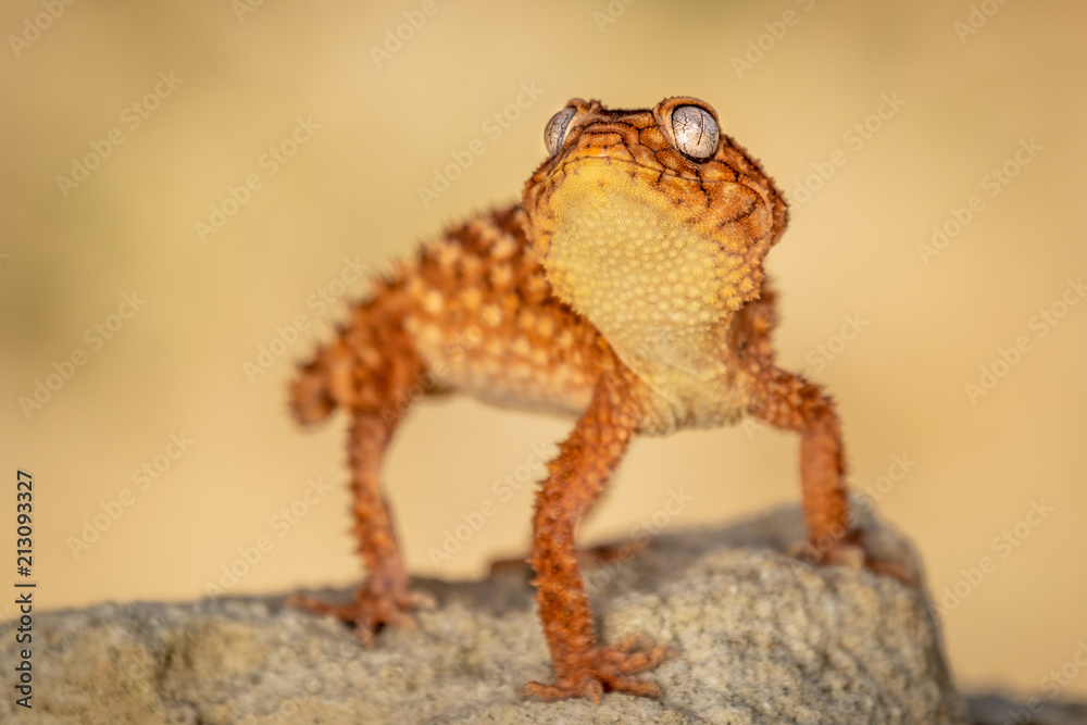 Beautiful gecko on sand and stone. Very cute animal. Isolated, hot day ...