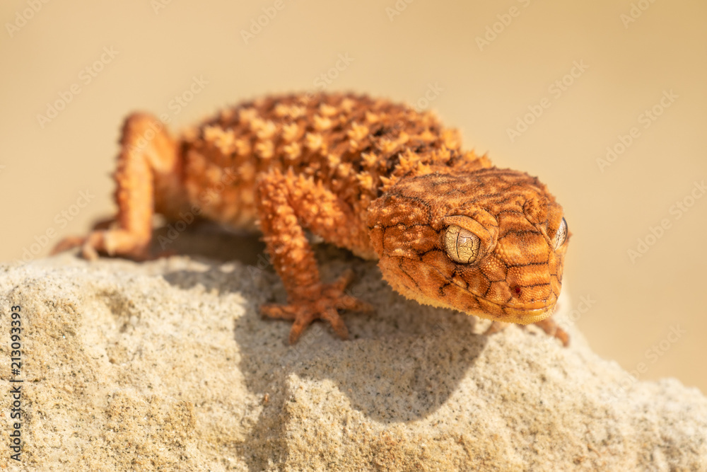 Beautiful gecko on sand and stone. Very cute animal. Isolated, hot day ...