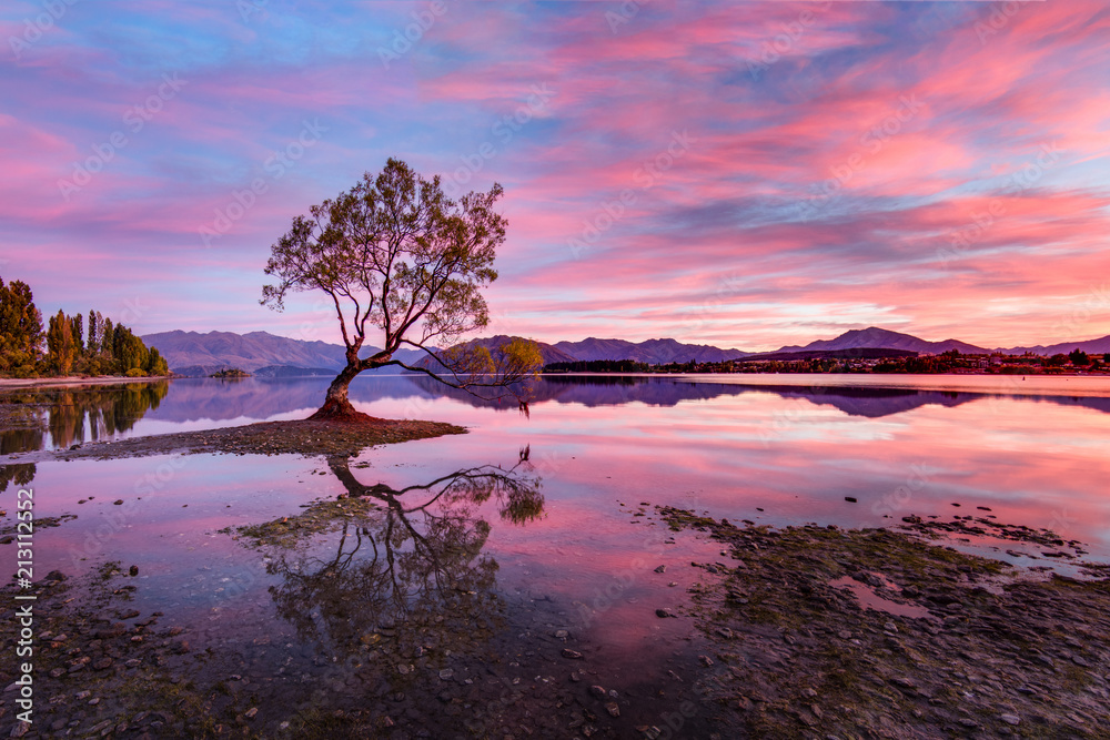 That Wanaka Tree. Probably the most photographed and famous tree in ...