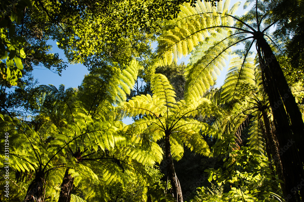 Silver Fern, typical plant and symbol of New Zealand. Gorgeous flora ...