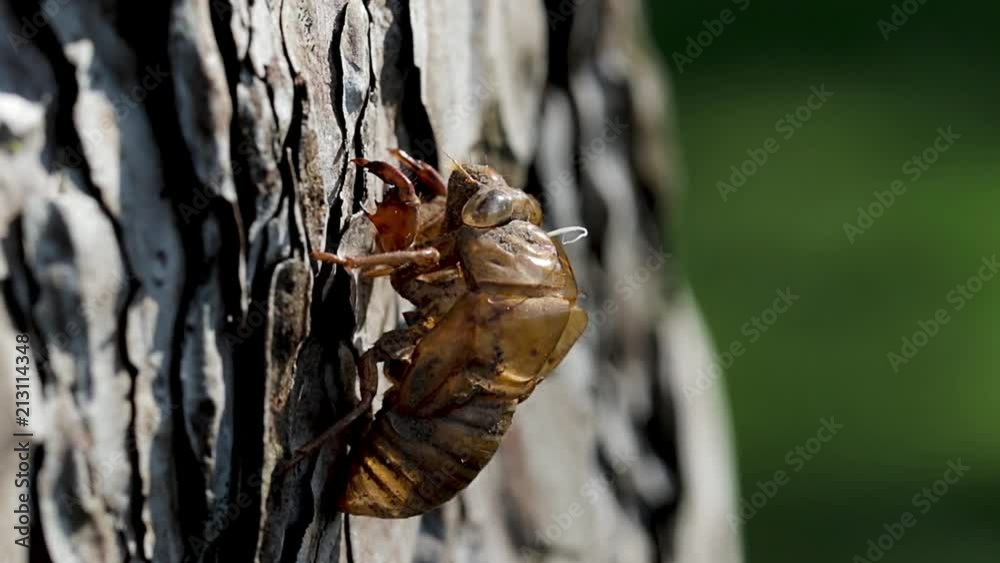 Vidéo Stock Cicada shell after it has molted into an adult. The remains ...