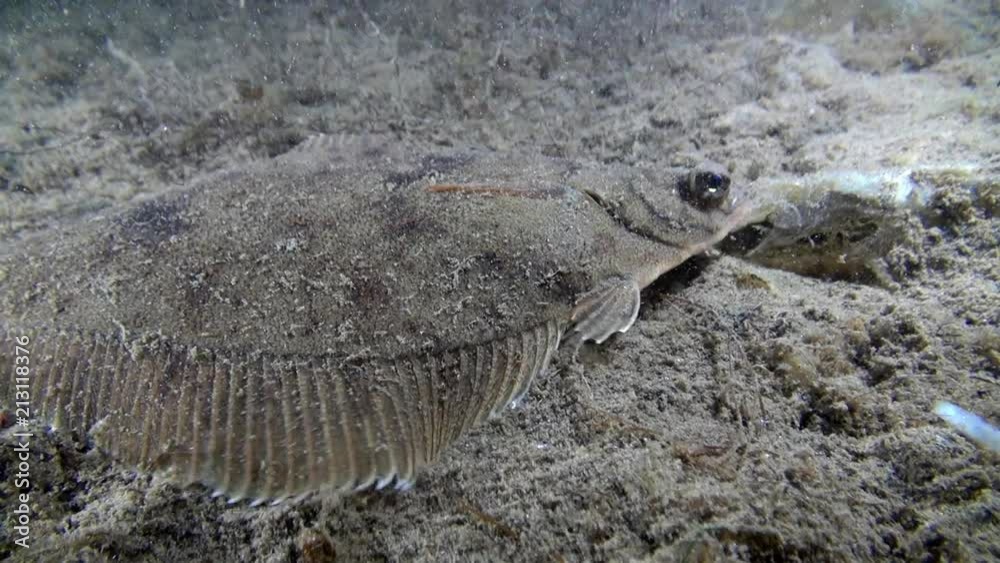 Halibut fish underwater on seabed of Barents Sea. Diving on background ...