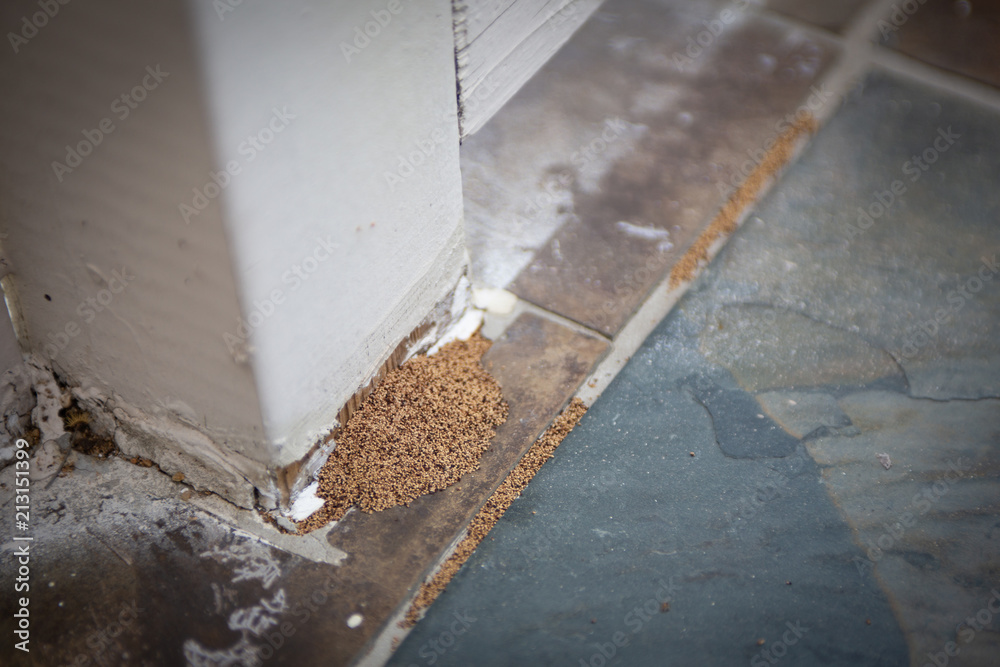 Photo & Art Print Proof of Termite Infestation, InversedSlayer