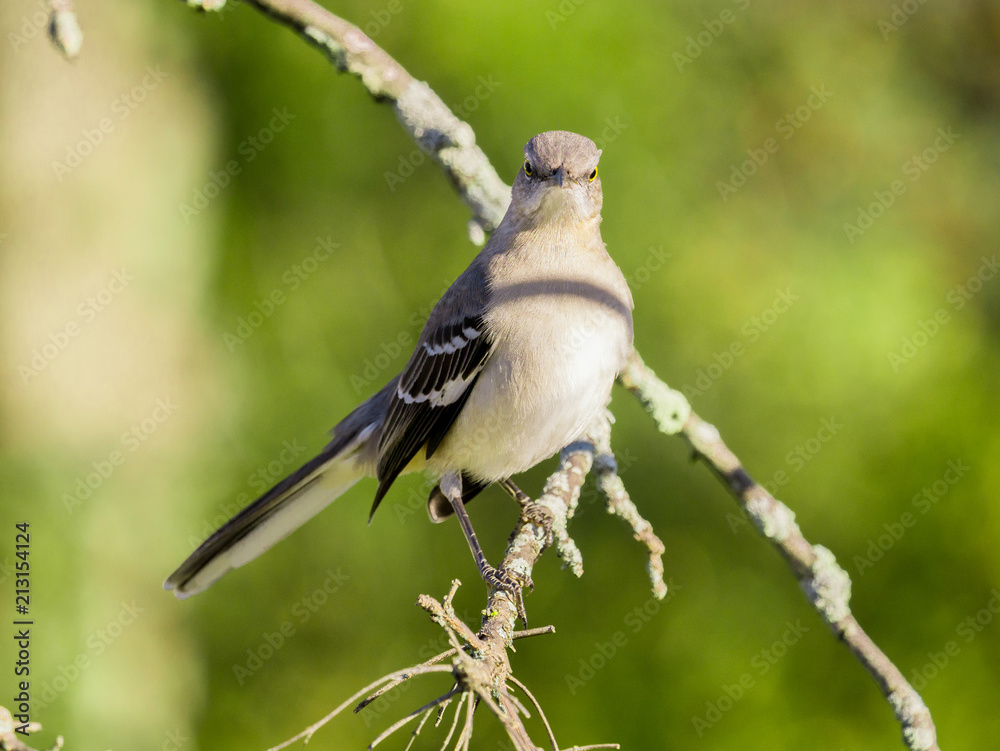 Poster Northern Mockingbird – Wall Art | UkPosters