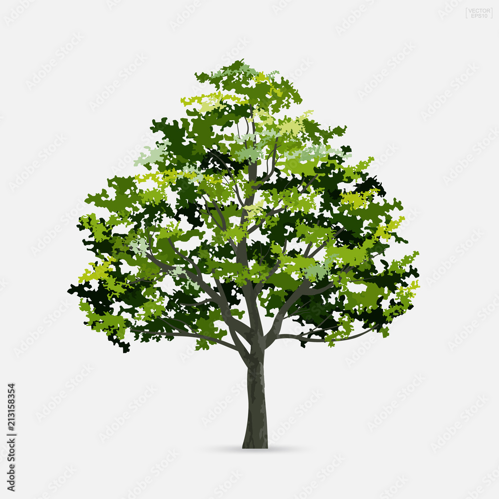 Tree isolated on white background with soft shadow. Use for landscape ...