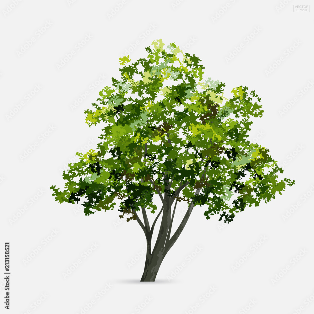 Tree isolated on white background with soft shadow. Use for landscape ...