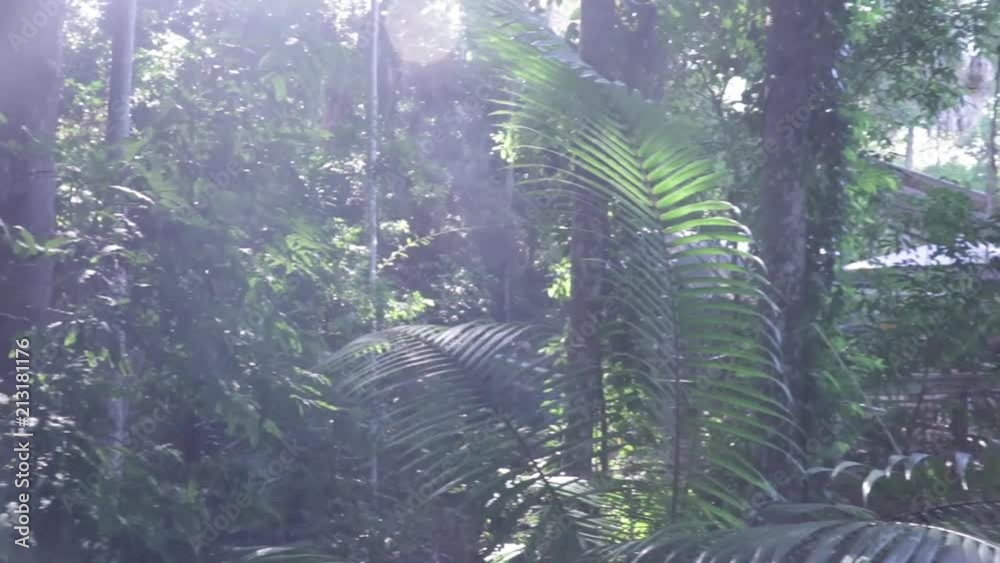 Sub coastal rainforest tree trunks with bursts of sunlight shining ...