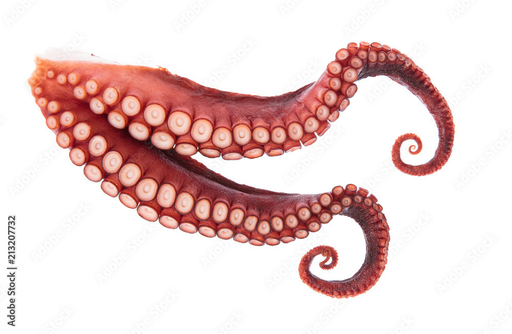 Octopus Tentacles