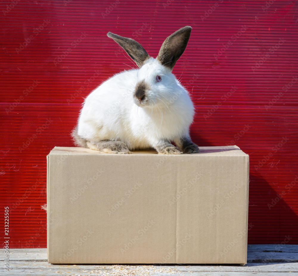 Californian white rabbit sitting on a cardboard box. A red background ...
