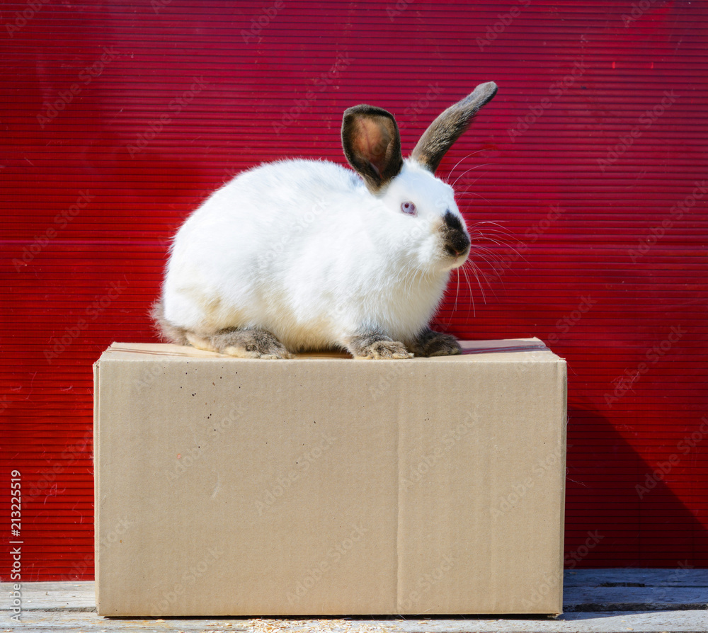 Californian white rabbit sitting on a cardboard box. A red background ...