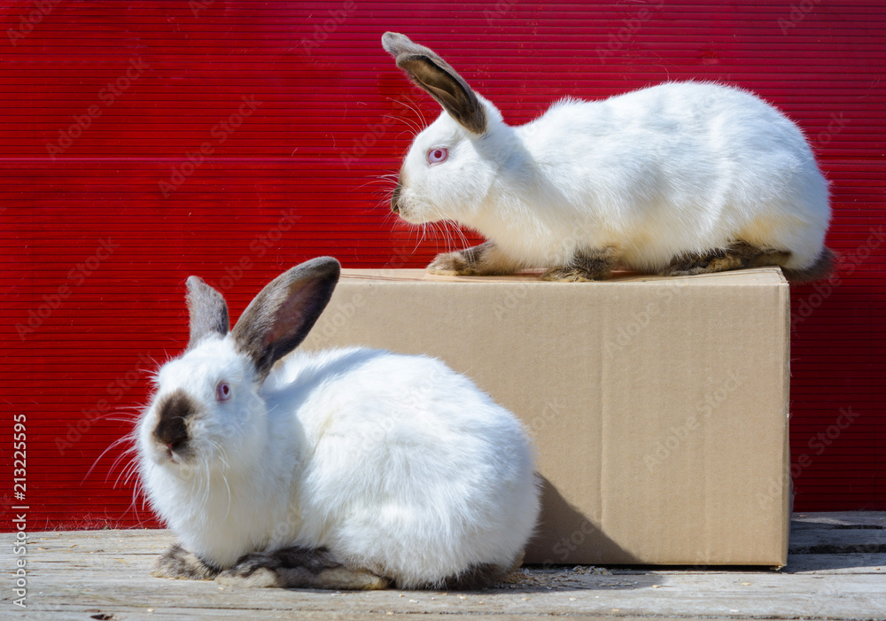 Californian white rabbit sitting on a cardboard box. A red background ...