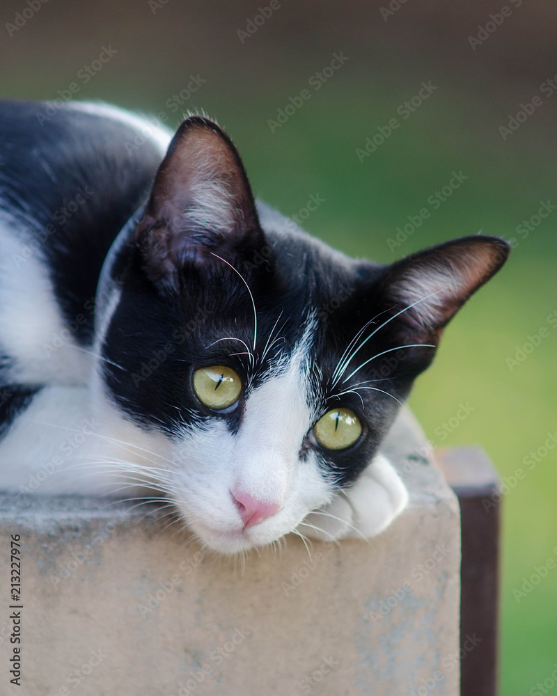 Sad Cat Outside
