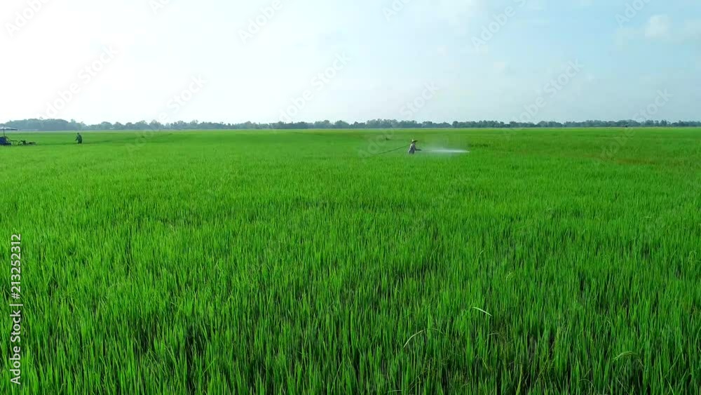 Thai farmer spraying chemical to rice field Stock Video | Adobe Stock