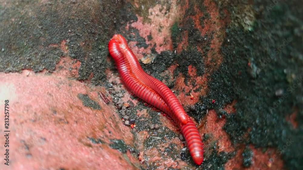 Mating millipede,millipede walking on ground,A Pair of Millipedes ...