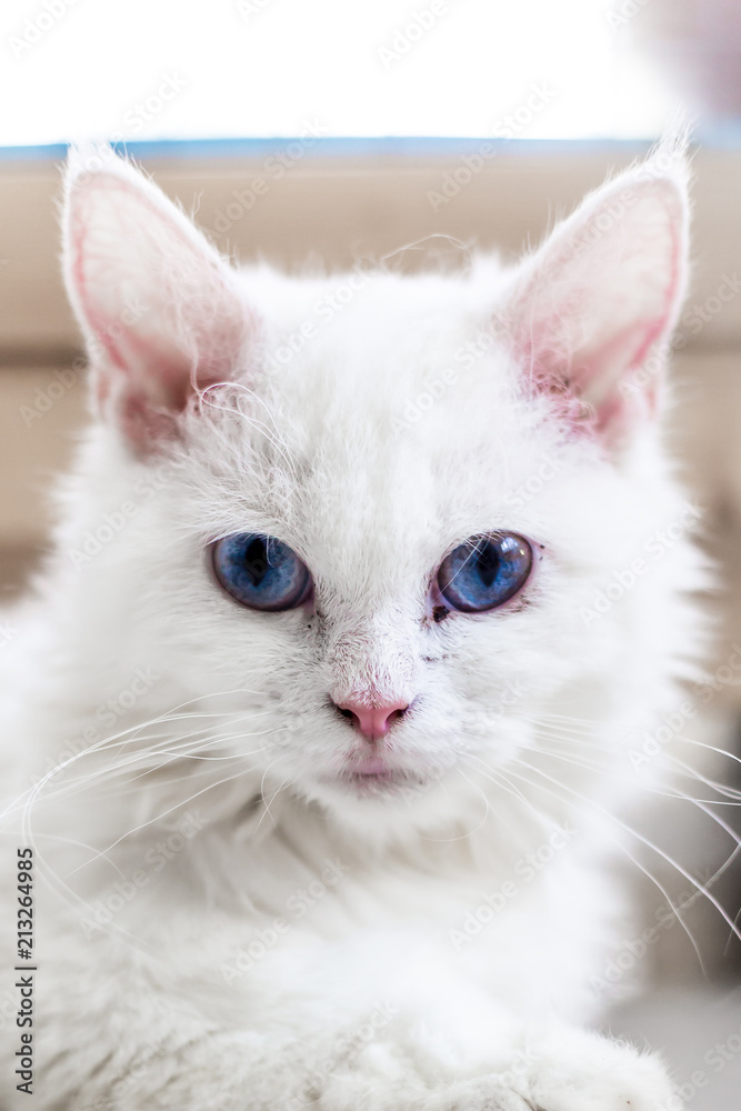 Beautiful White Cat