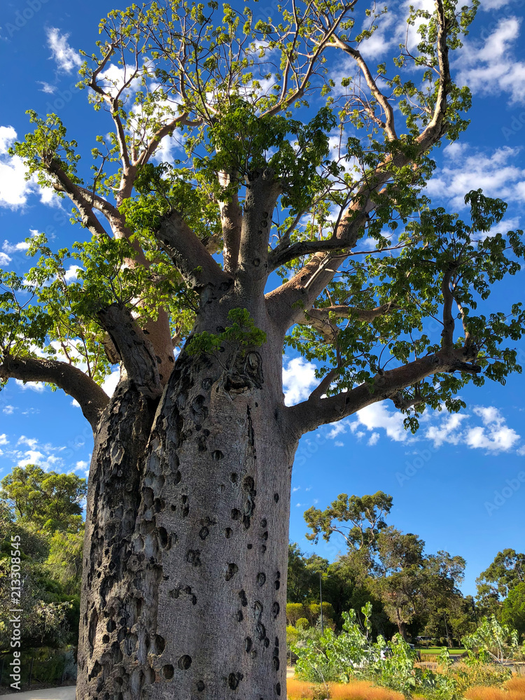 Wounds of big old Baobab, Boab Tree with rough patch from tissue damage ...