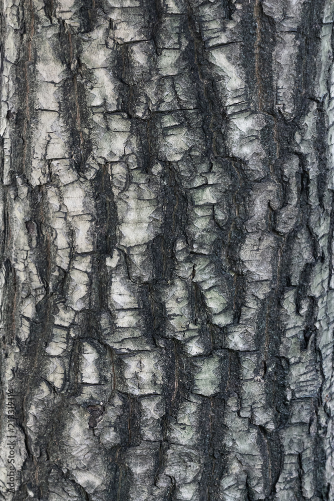 Bark Background texture. Stock Photo | Adobe Stock
