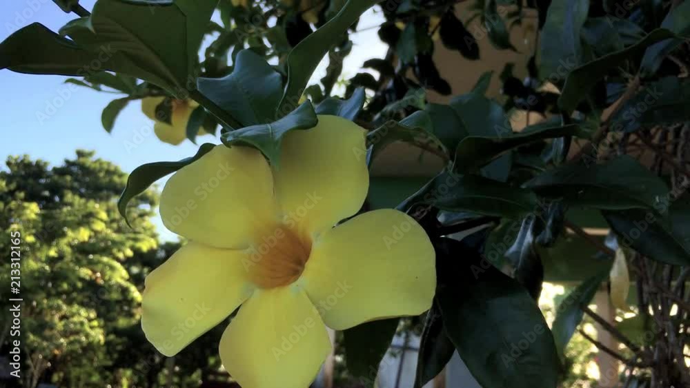 Move from left to right shot of the big Yellow Bell flower which is a ...