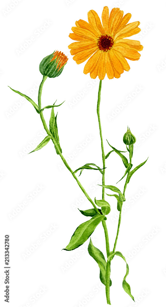 Watercolor calendula. Botanical illustration of calendula officinalis ...