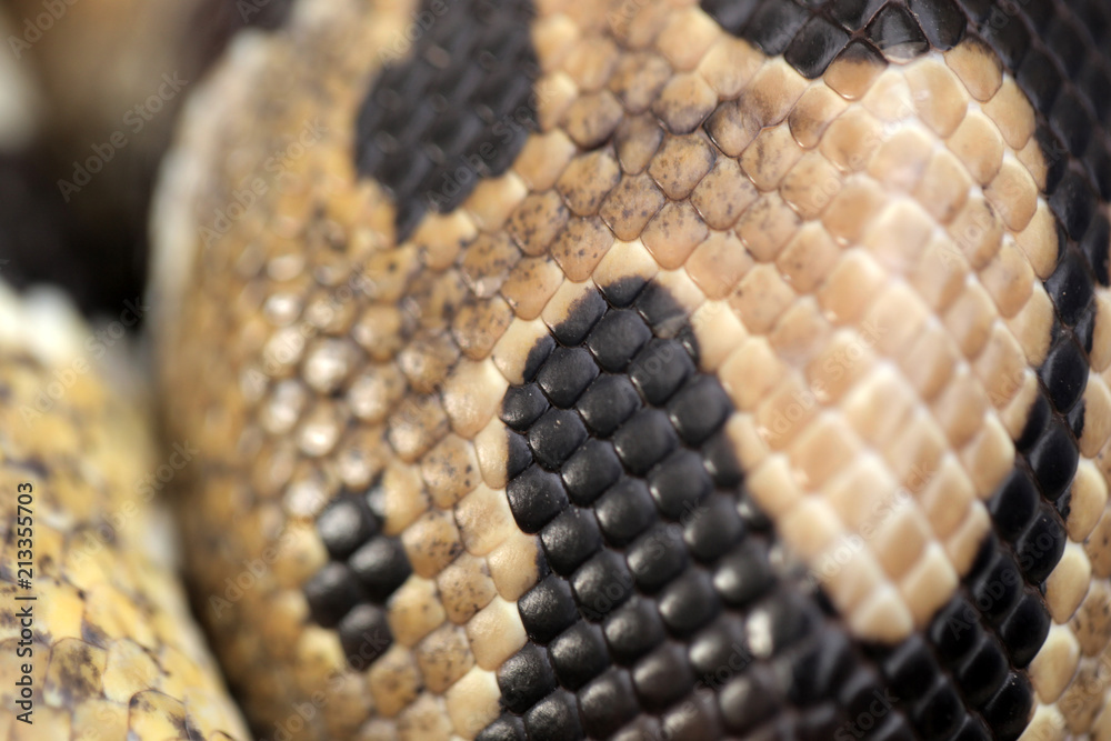 animal detail - close up macro photography of a ball yellow and black ...