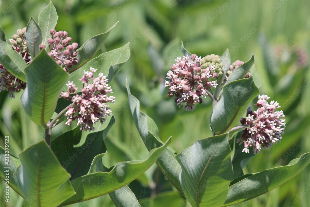 Flowering milkweed plant. Milkweed flowers bloom from June to August ...