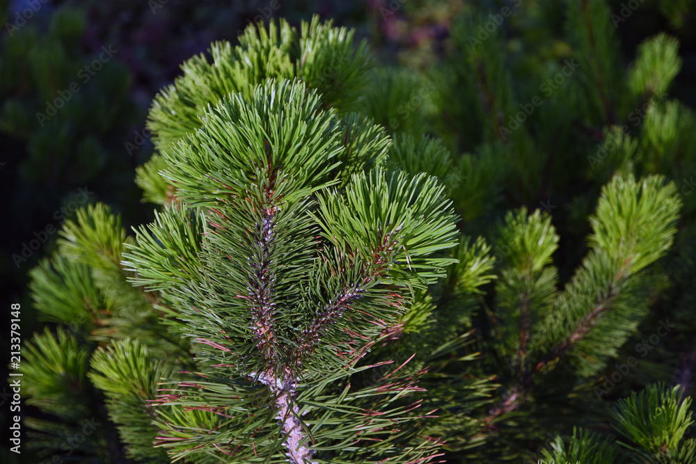Small pine trees in a summer garden. Russian nature. Color photo taken ...