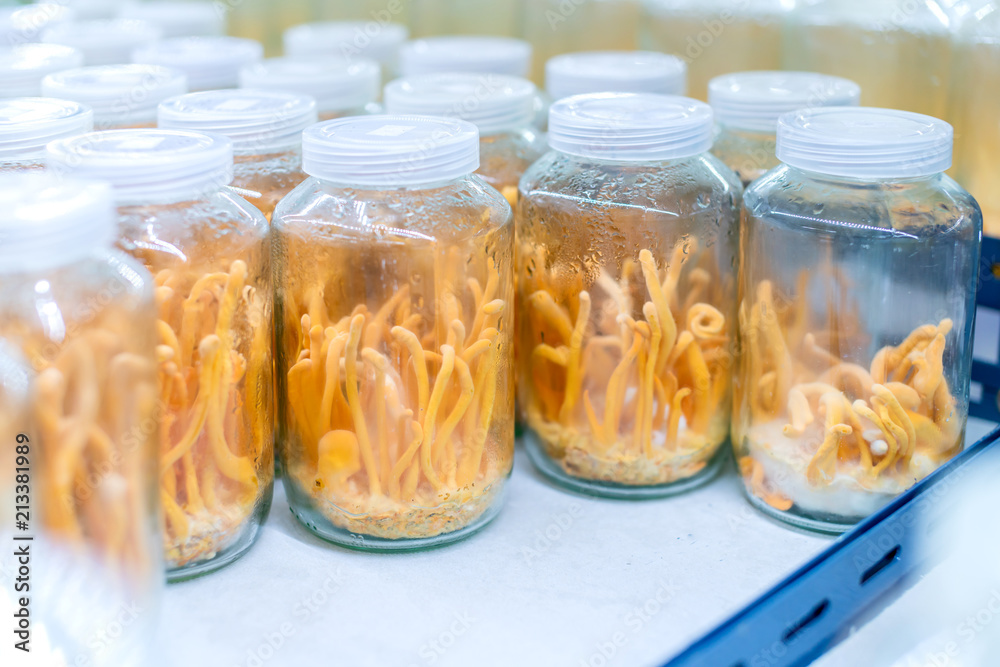 cordyceps farm in clean laboratory chinese herb health ideas concept ...
