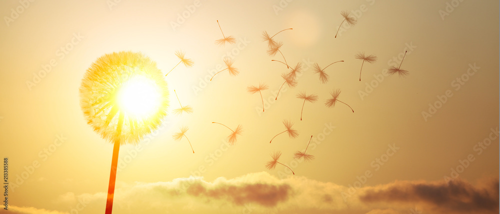 Schöne Pusteblume beim Sonnenuntergang Stock Photo | Adobe Stock