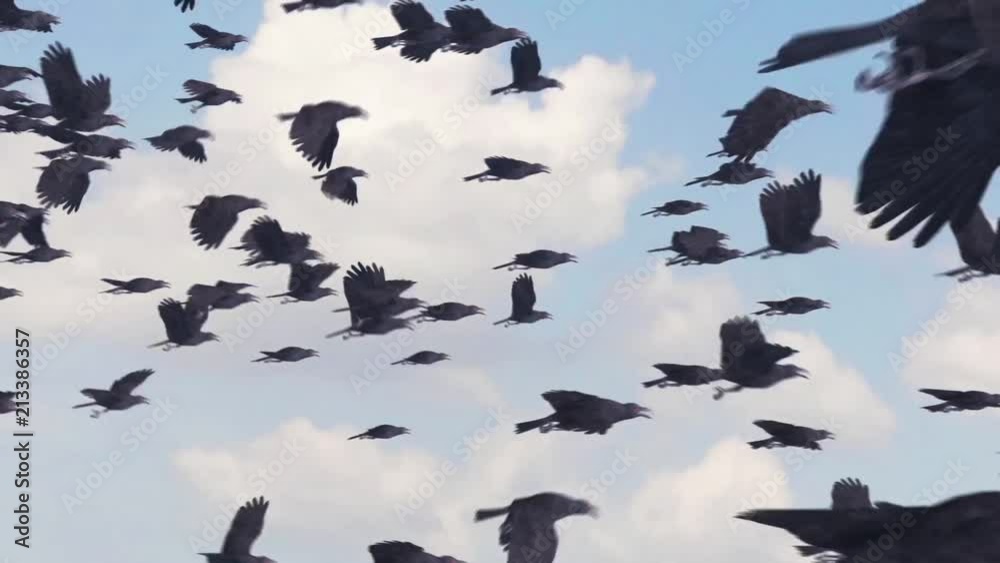 Flock of Crows Animals Birds Animated Background 3D Rendering Animation ...
