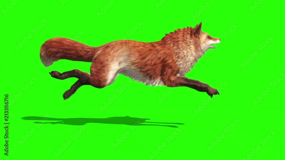 Fox Runcycle Side Green Screen 3D Rendering Animation Animals Stock ...