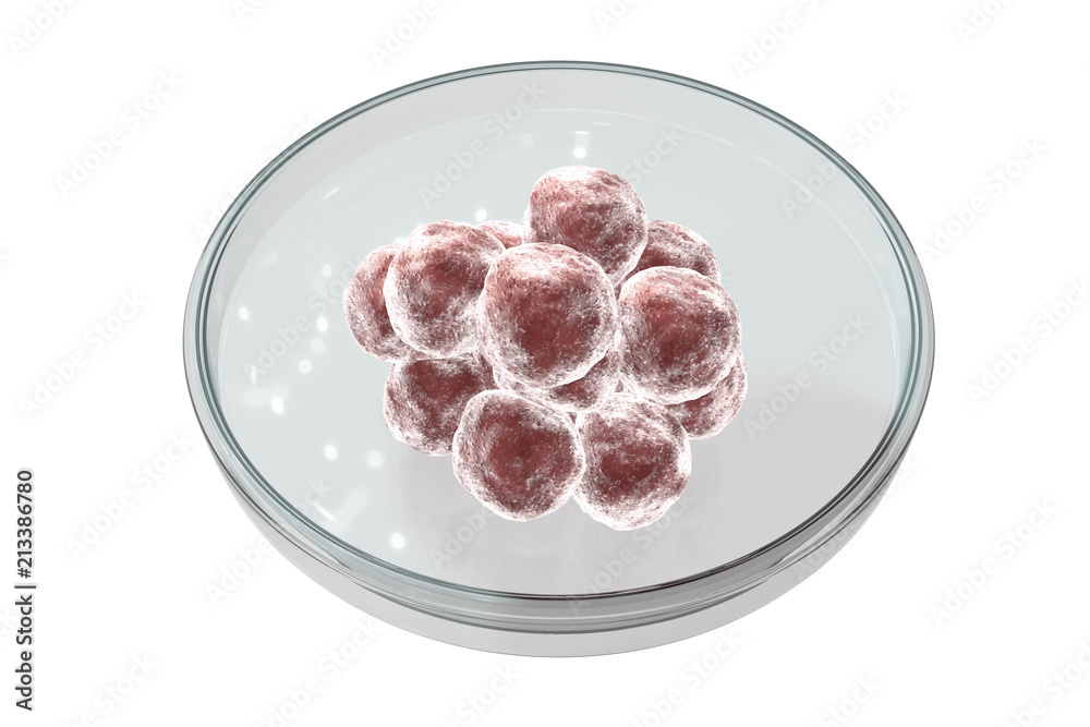 Human embryo in Petri dish, early stage, artificial fertilization ...