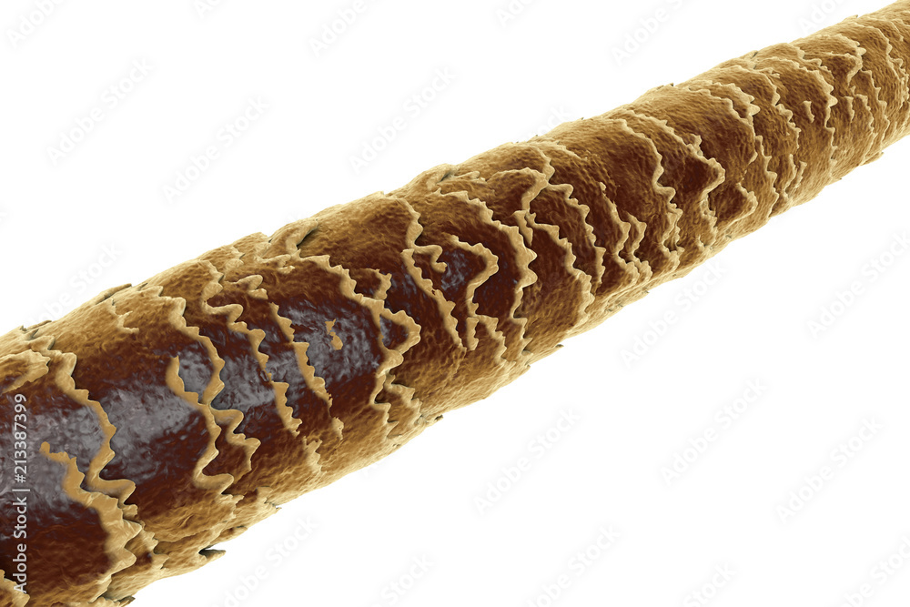 Human hair under microscope, 3D illustration showing close-up structure ...