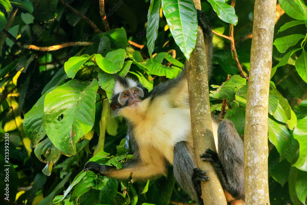 Thomas leaf monkey (Presbytis thomasi) sitting in a tree in Gunung ...