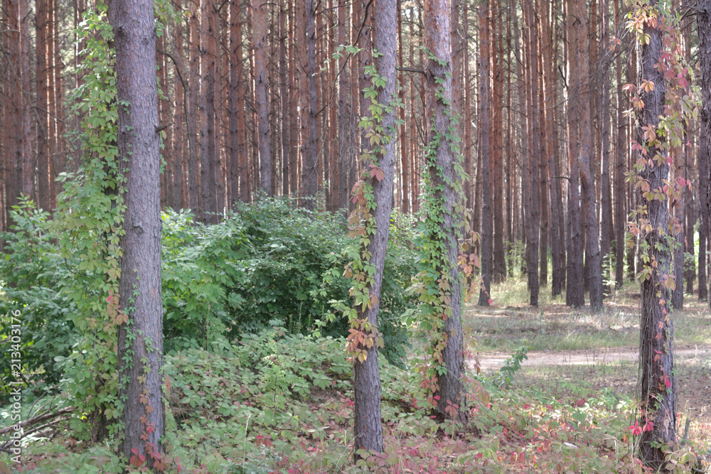 Victoria creeper - climbing plant, covers the pine trees. Picturesque ...