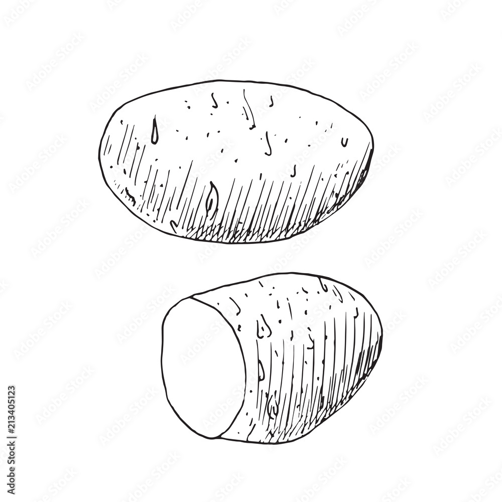 Potato Drawing Sketch