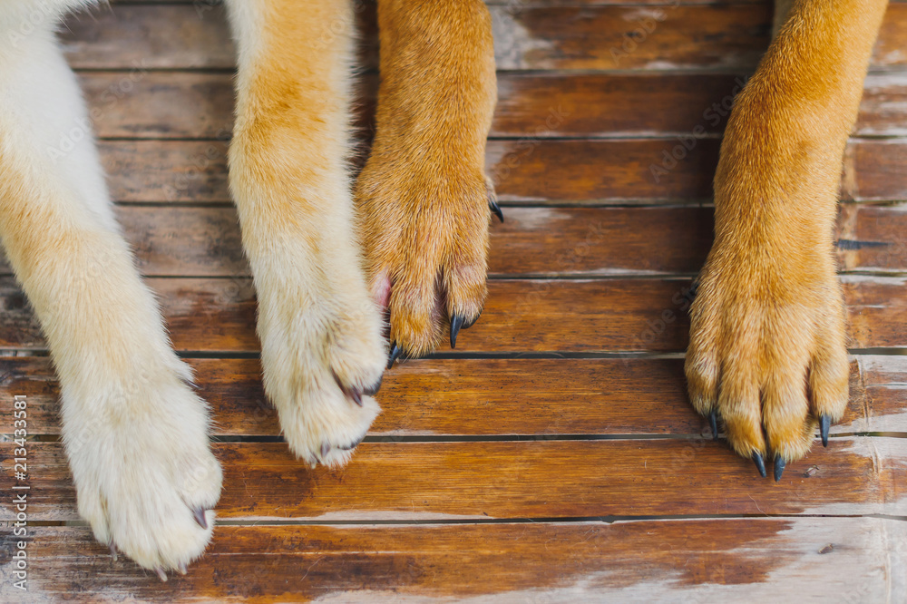 Dog's feet on wooden floor Stock Photo | Adobe Stock