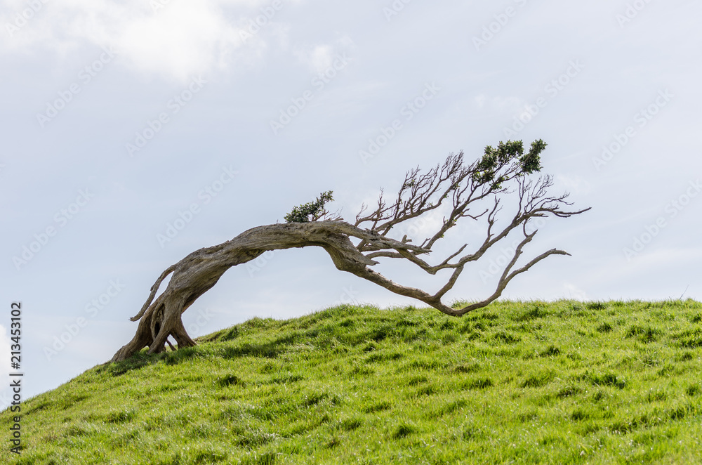 Windswept tree permenantly bent by the prevailing winds on a grassy ...