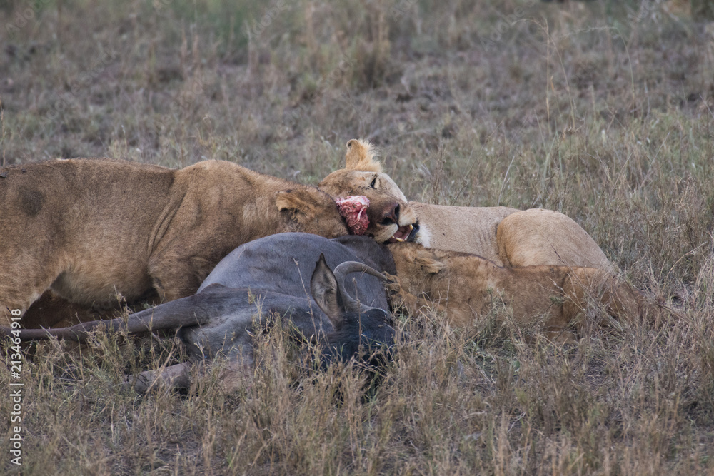 Lion Eating Antelope