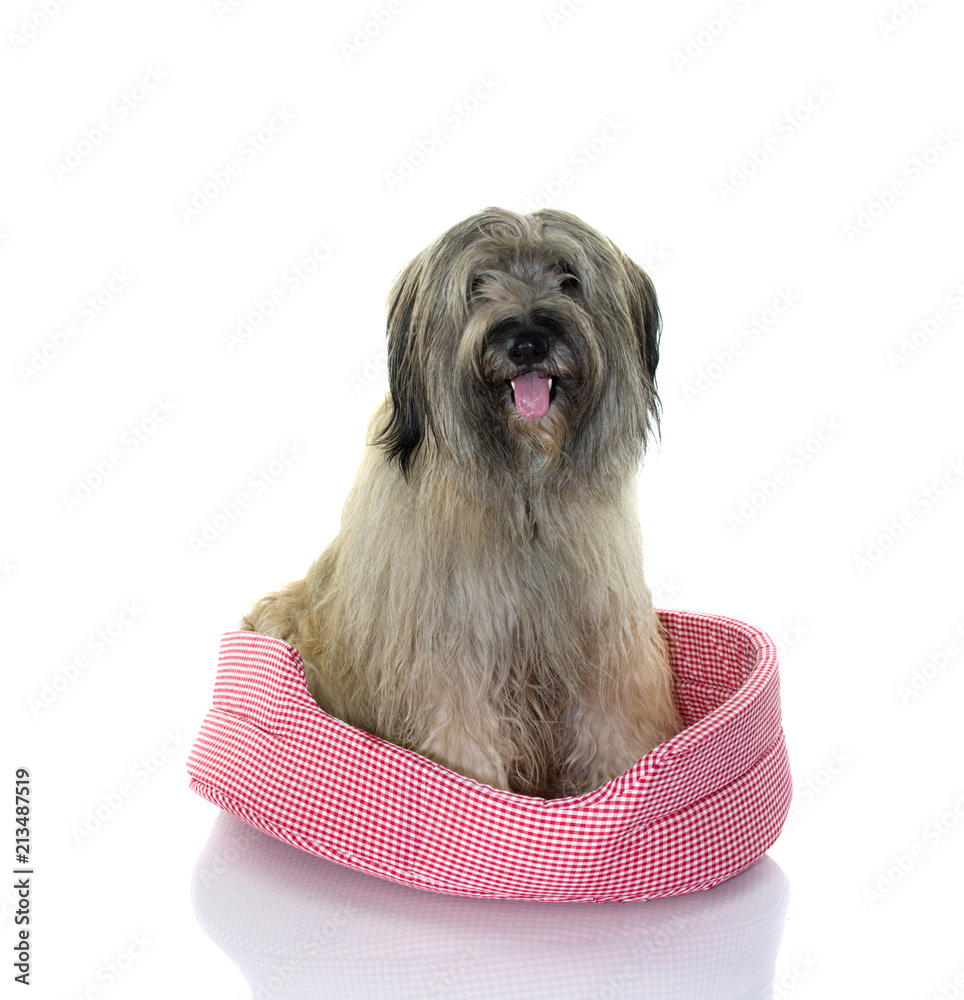 White Catalan Sheepdog