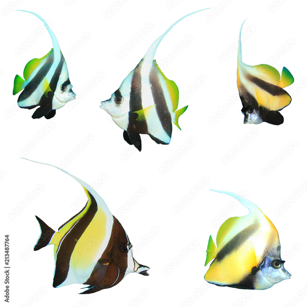 Bannerfish, Butterflyfish, Moorish Idols, Angelfish fish isolated on white background Stock ...