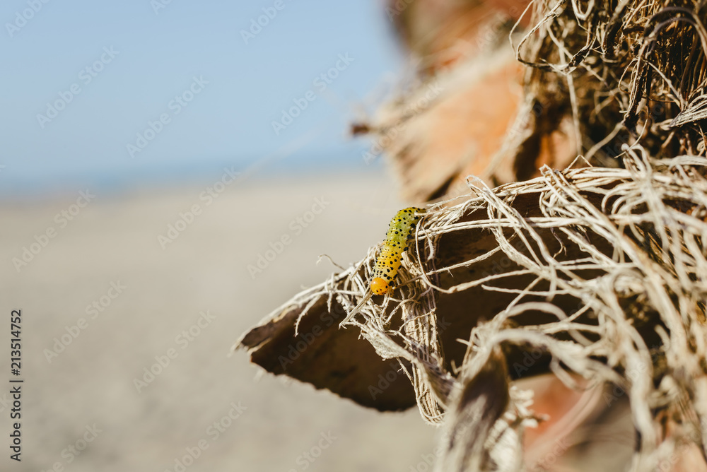 Arge rosae, caterpillar of the rose bush, close-up while moving. Stock ...