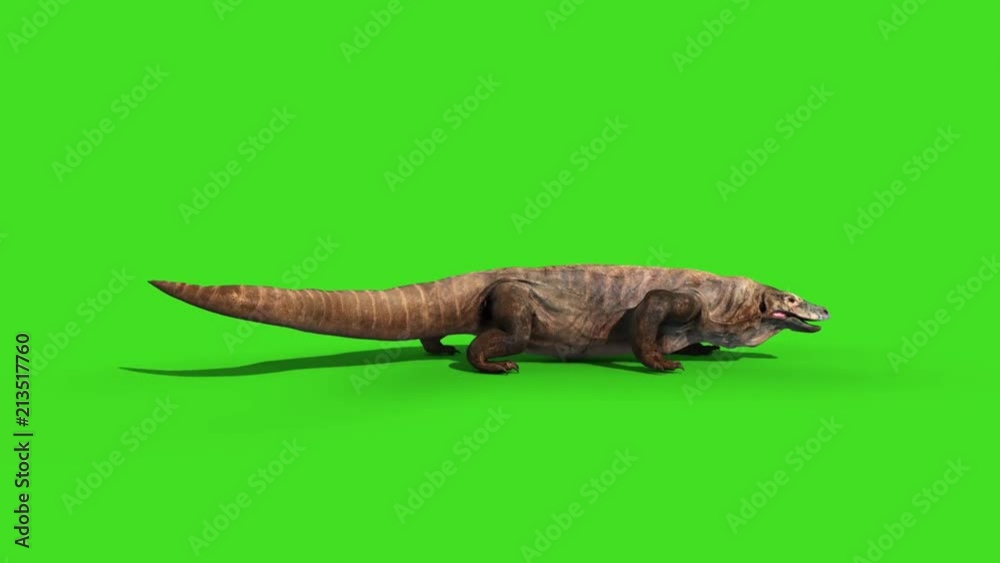 Vidéo Stock Komodo Dragon Varanus Komodoensis Lizard Attacks Side Green ...