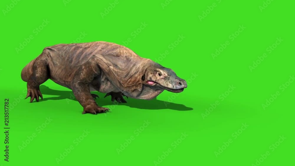 Komodo Dragon Varanus Komodoensis Lizard Walks Green Screen Animation ...