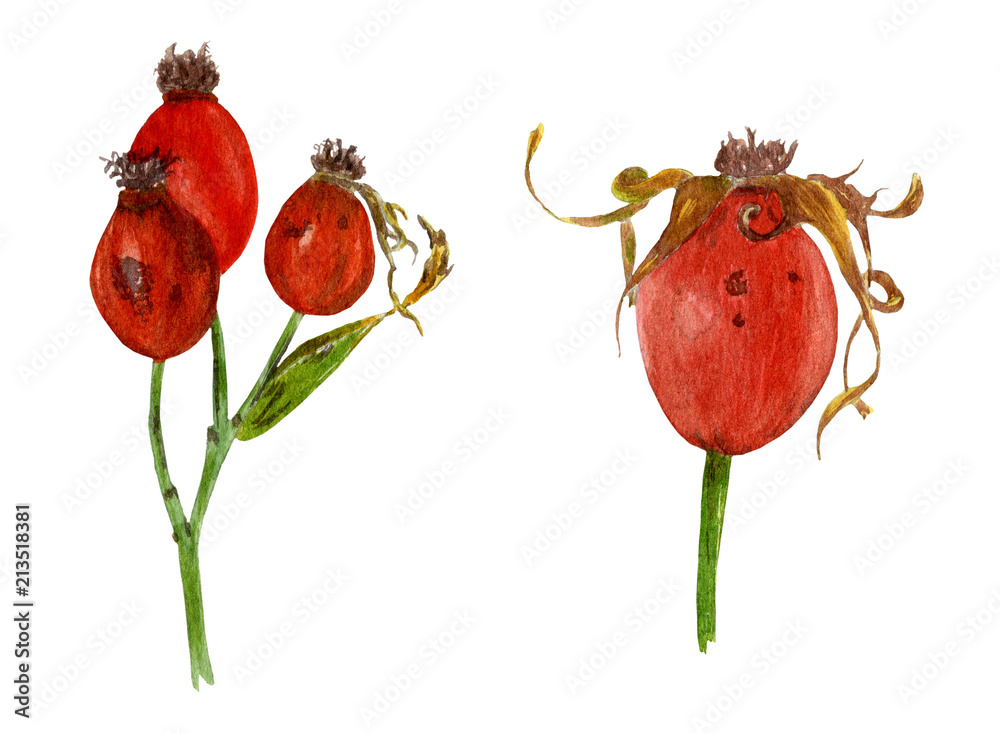 Hand drawn watercolor painting of rose hips. Rose hips illustration ...