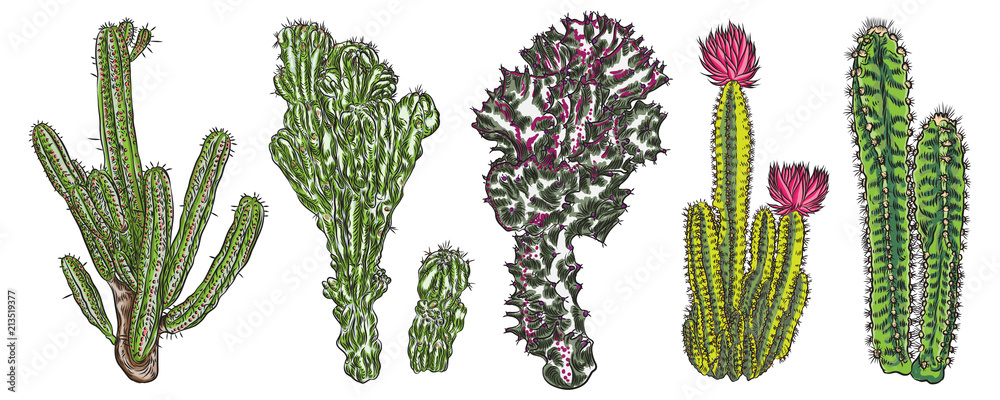 Exotic cactus succulents set. Different cactuses and cacti in color ...