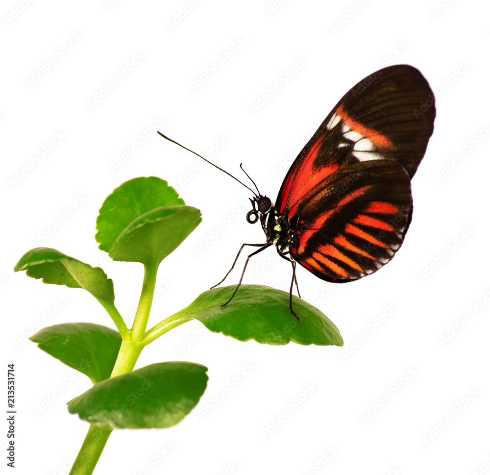 The common postman butterfly, Heliconius melpomene, with red piano key ...