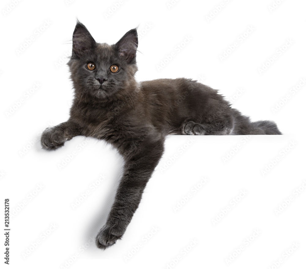 Adorable solid blue Maine Coon cat kitten laying side ways with one paw ...